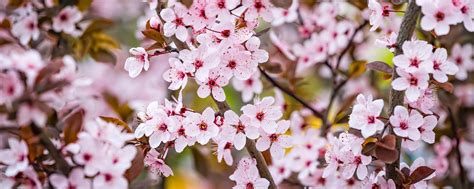 Tree Finder Pleached Trees For Sale In The Uk Just Pleachy