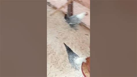 ডিমপাড়া ফাউমি মুরগি 4মাস 20দিন প্রতি পিস ৪৯০ Faumimurgi ফাউমিমুরগি Youtube