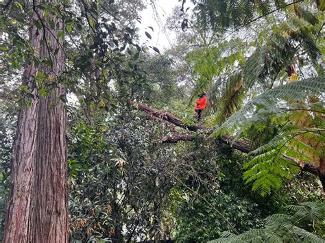 Using Tree Cabling And Bracing To Protect Your Trees Health