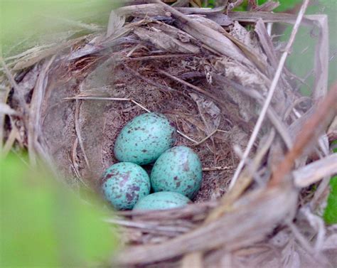 Swainsons Thrush