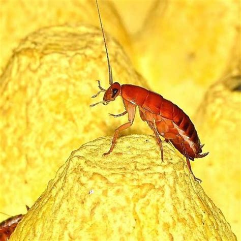 Live Feeder My Home Nature