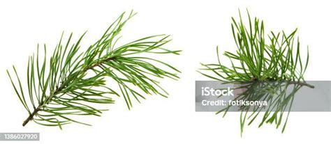 전나무 가지 집합입니다 흰색 배경에 녹색 가지 장식 및 휴일 프레임 및 엽서 사이트 및 배너용 배경 주제에 대한 스톡 사진 및 기타 이미지 Istock