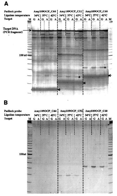 Ligation Of Short Padlock Probes Ligation Products A And The Exoiii Download Scientific