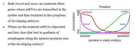 Solved Proteins Hunchback Caudal 1 Both Bicoid And Nanos Chegg