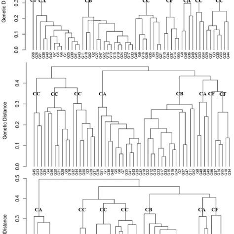 Genetic Dissimilarity Dendrogram Among 56 Capsicum Spp Accessions Download Scientific Diagram