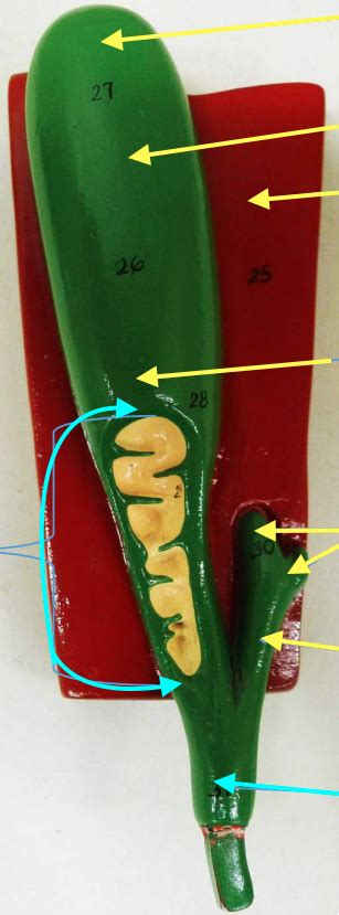 Gallbladder Model Diagram Quizlet