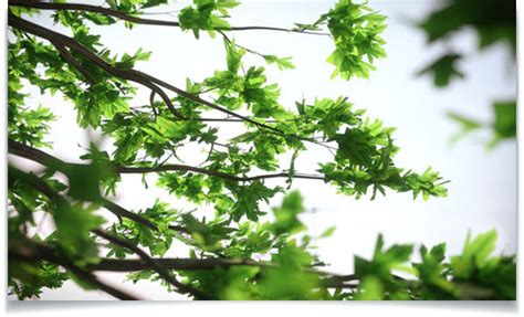 Rendering Realistic Leaves With Mental Ray