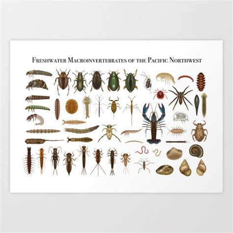 Freshwater Macroinvertebrates Of The Pnw Art Print By Clare Noelle