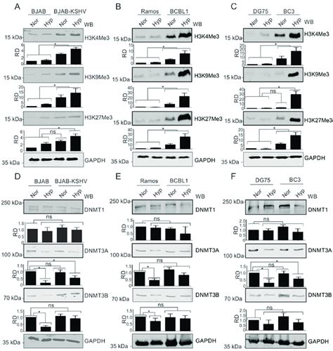 Kshv Induces The Expression Of Modified Histone Proteins A