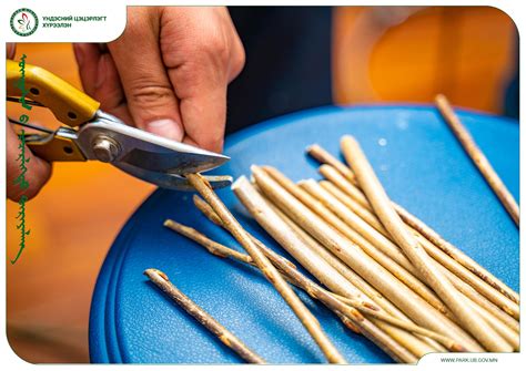 БУРГАСНЫ САВАА МӨЧРИЙГ БЭЛТГЭХИЙН АЧ ХОЛБОГДОЛ “Үндэсний цэцэрлэгт хүрээлэн” ОНӨТҮГ нь Туул