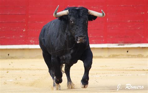 Pelos Y Pintas De Los Toros Club Taurino Bilbao