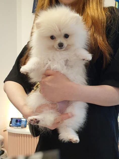 분양후기 07 08 포메라니안 분양후기 유어펫 공식사이트 강아지분양고양이분양