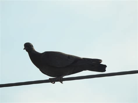 В Москве встретили считавшуюся исчезнувшей птицу — Нож