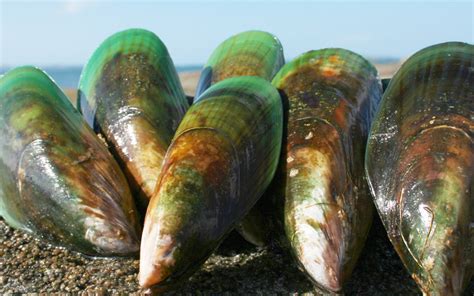 Biolane New Zealand Green Lipped Mussel Extract Powder Raw Materials