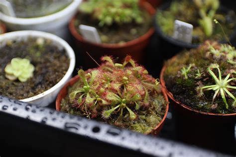 食虫植物回坑小记 Starry S Blog