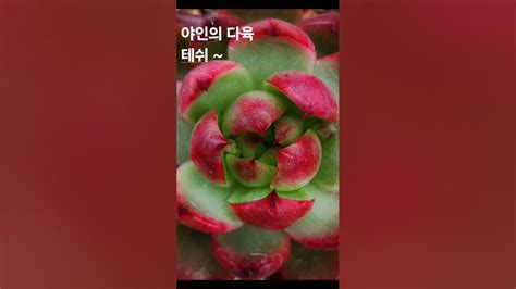 테쉬 필요하시면 010 6428 7712 ~ 파종이 실생 다육 다유기 다육이 다육식물 반려식물 다육판매 다육이판매 다육이키우기 다육인스타그램 매혹이