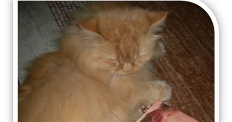 Una Ex Precaria Tra I Libri Simonetta Wenkert Amore E Terrorismo