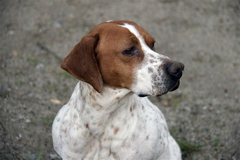 American Pointer