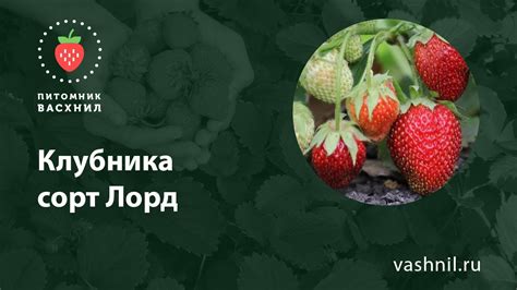 Клубника Лорд - YouTube