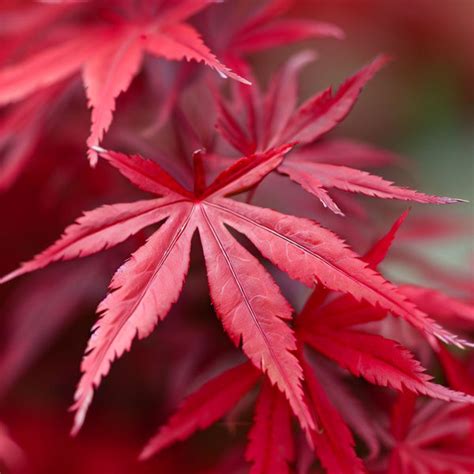 Acer Palmatum Seiryu Seiryu Laceleaf Japanese Maple Myseedsco