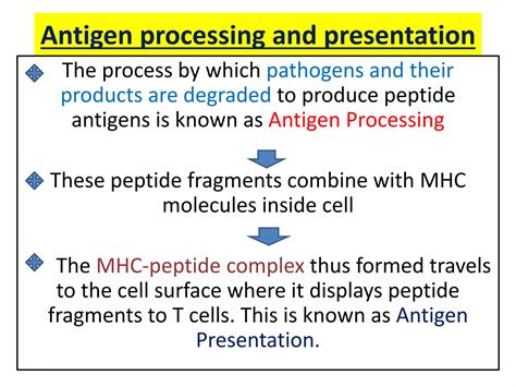 Antigen Presenting Cells Apcs Pptx Chemistry Science