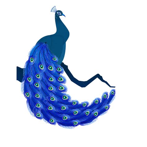 Peacock Pattern Peacock Clipart Peacock Creative Peacock Png