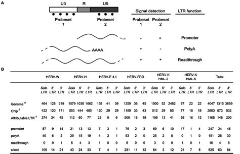 Ltr Functions A Schematic View Of Ltr Structure And Associated