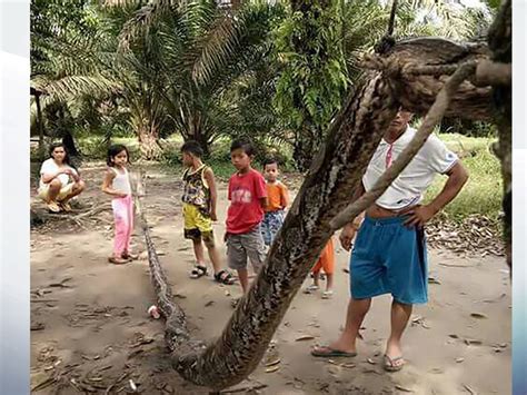 Asking Media Blog Unbelievably Huge Python Fried For Feast After