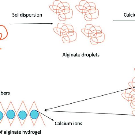 Schematic Representation Of Fabrication Of Alginate Based Hydrogels