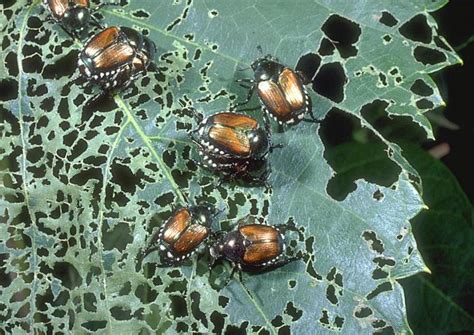 Japanese Beetles How To Get Rid Of Japanese Beetles The Old Farmers Almanac
