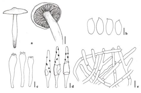 Gomphidius Fungalpedia