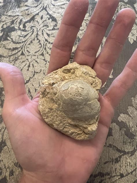 Fossilized Egg R Rockhounds