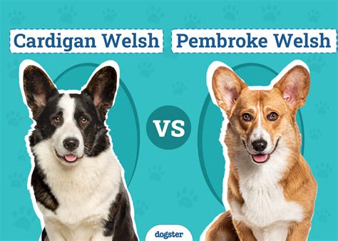 Miniature Corgi Vs Corgi Welsh Corgi Pembroke Breeds A To Z The
