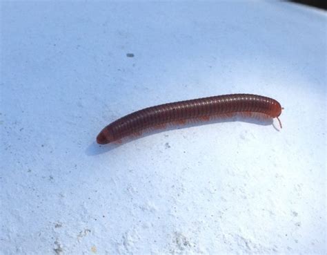 House Millipede