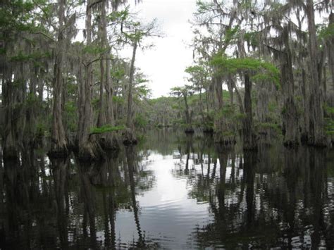 Beauty Of Caddo Lake Mossy Brake Camp Caddo Lake Swamp Tours