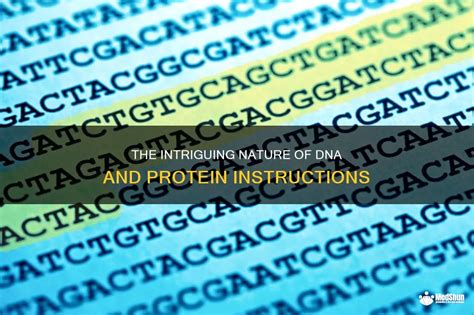 The Intriguing Nature Of Dna And Protein Instructions Medshun