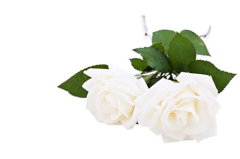 무료 사진 녹색 잎이 달린 흰 장미와 금이 간 벽에 분홍빛이 도는 장미