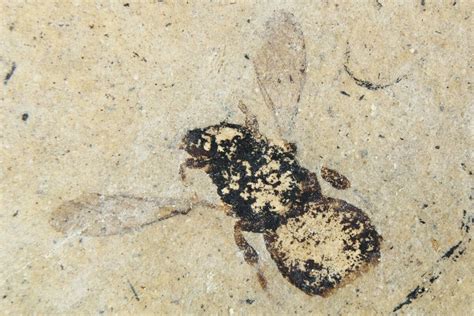 28 Fossil Insect Hymenoptera With Preserved Wings France 256028 For Sale