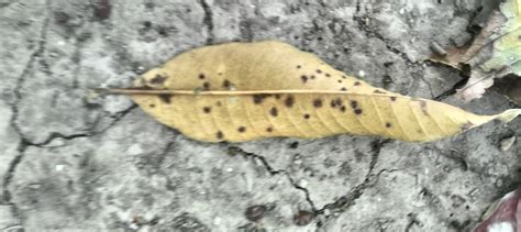 Anootation Roboflow Universe