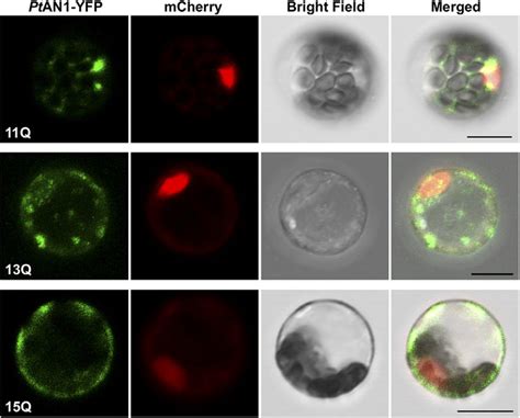 Subcellular Localization Of Ptan1 In Populus Protoplasts Yfp Was Fused