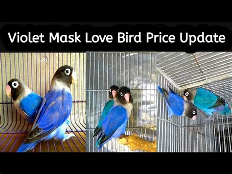 Violet Masked Lovebird