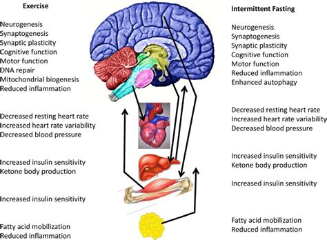 Exercise Energy Intake Glucose Homeostasis And The Brain Journal Of Neuroscience