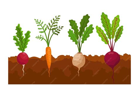 Premium Vector Vegetables Growing In The Ground Plants Showing Root Structure Farm Product For