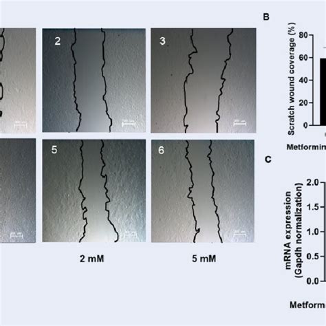 The Proliferation Of 4t1 Mouse Breast Cancer Cells At Four Different