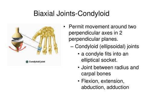 Condyloid Joint Vs Ellipsoid Joint At Ruben Williams Blog