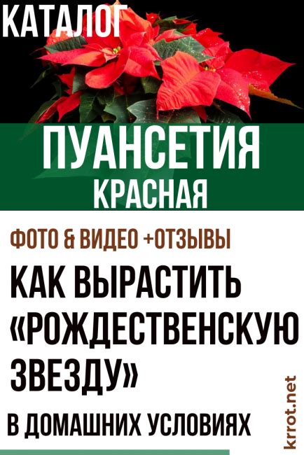 Пуансетия: Описание, Виды, Уход, Болезни, Как Выбрать+Отзывы