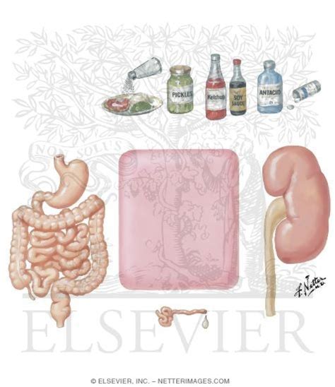 Sodium Homeostasis Output Equals Input