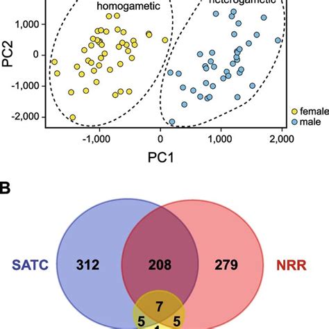 XY Sex Determination In Hydractinia A Early And Late Stages Of Download Scientific Diagram