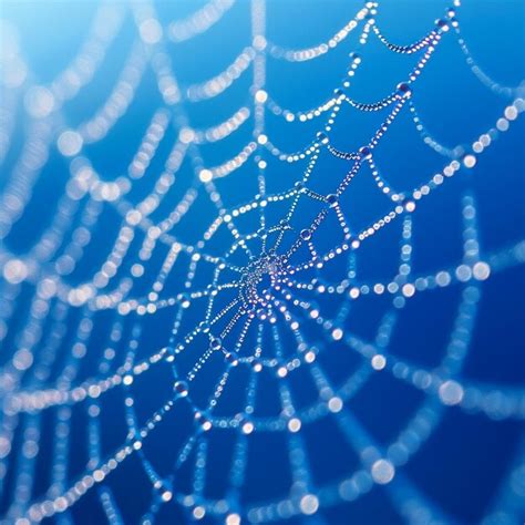 28 000 Blue Spider Web Pictures
