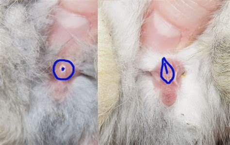 Hendricks Hearth GRAPHIC How To Tell Sex Identify Gender In Rabbit Kits